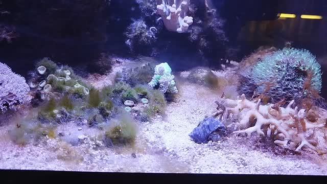 МА Надоела проблема с морским аквариумом.
