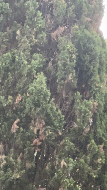 08.08.2025 гром дождь Ялта
