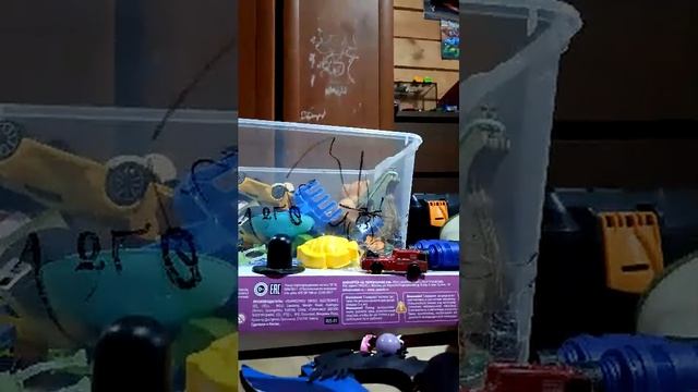 обзор комнаты