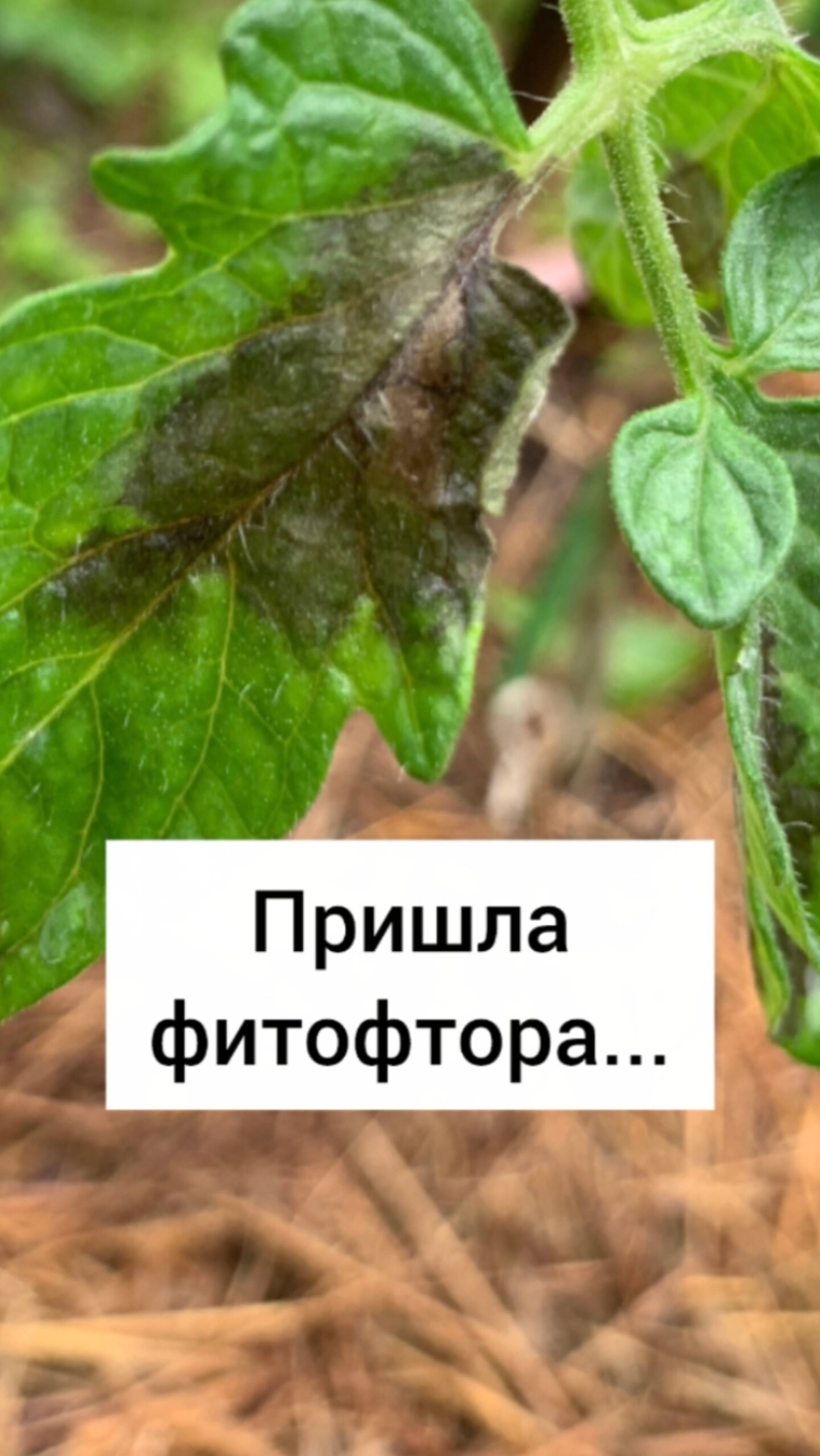 Пришла фитофтора… Мои действия – в видео. А что у вас?