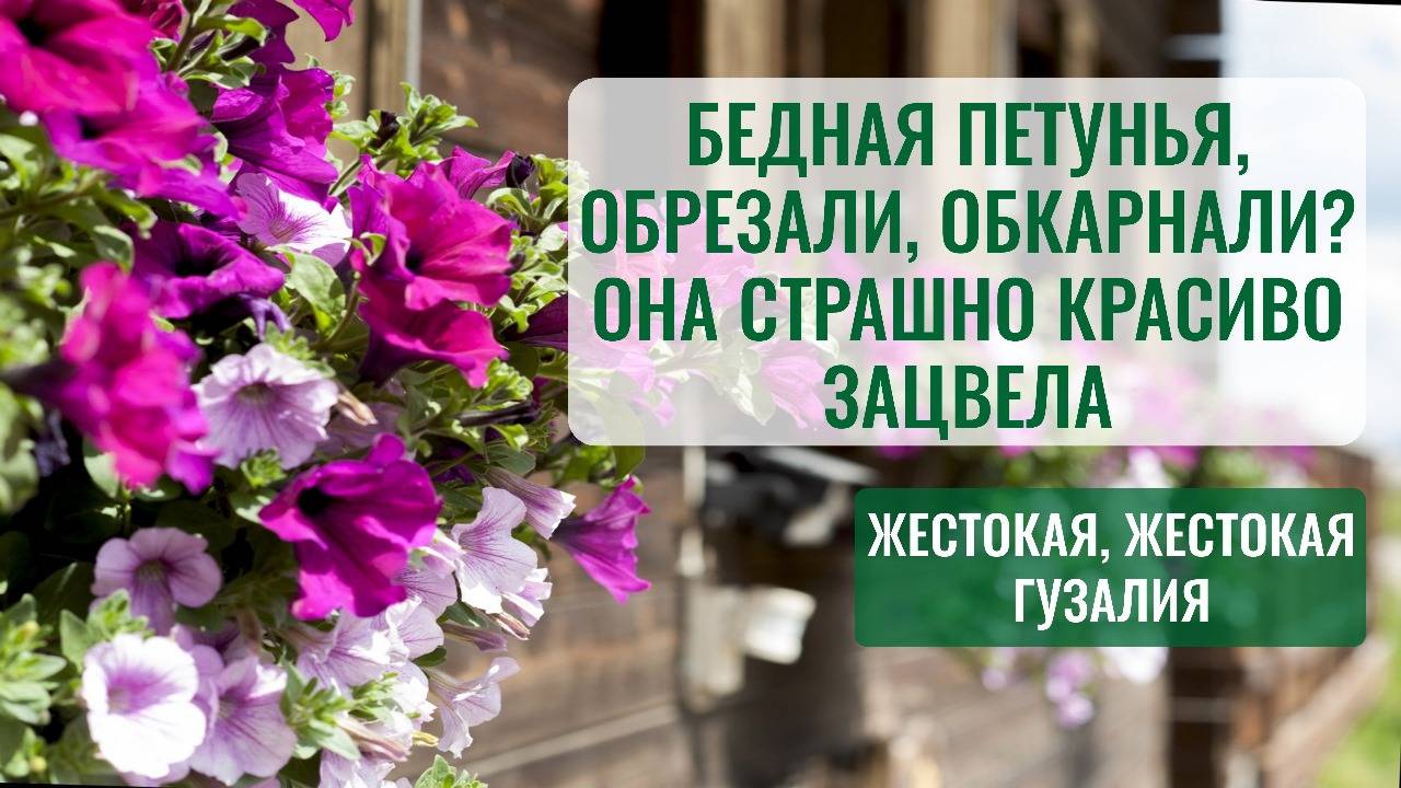 Как выжить и зацвести петунии после обрезки? Помогут Бионекс-Кеми и паста Фитоспорин. Смотри видео