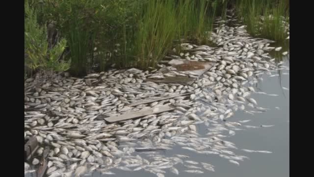 Почему пропадает рыба! Причина №4 -  электроудочки!!!