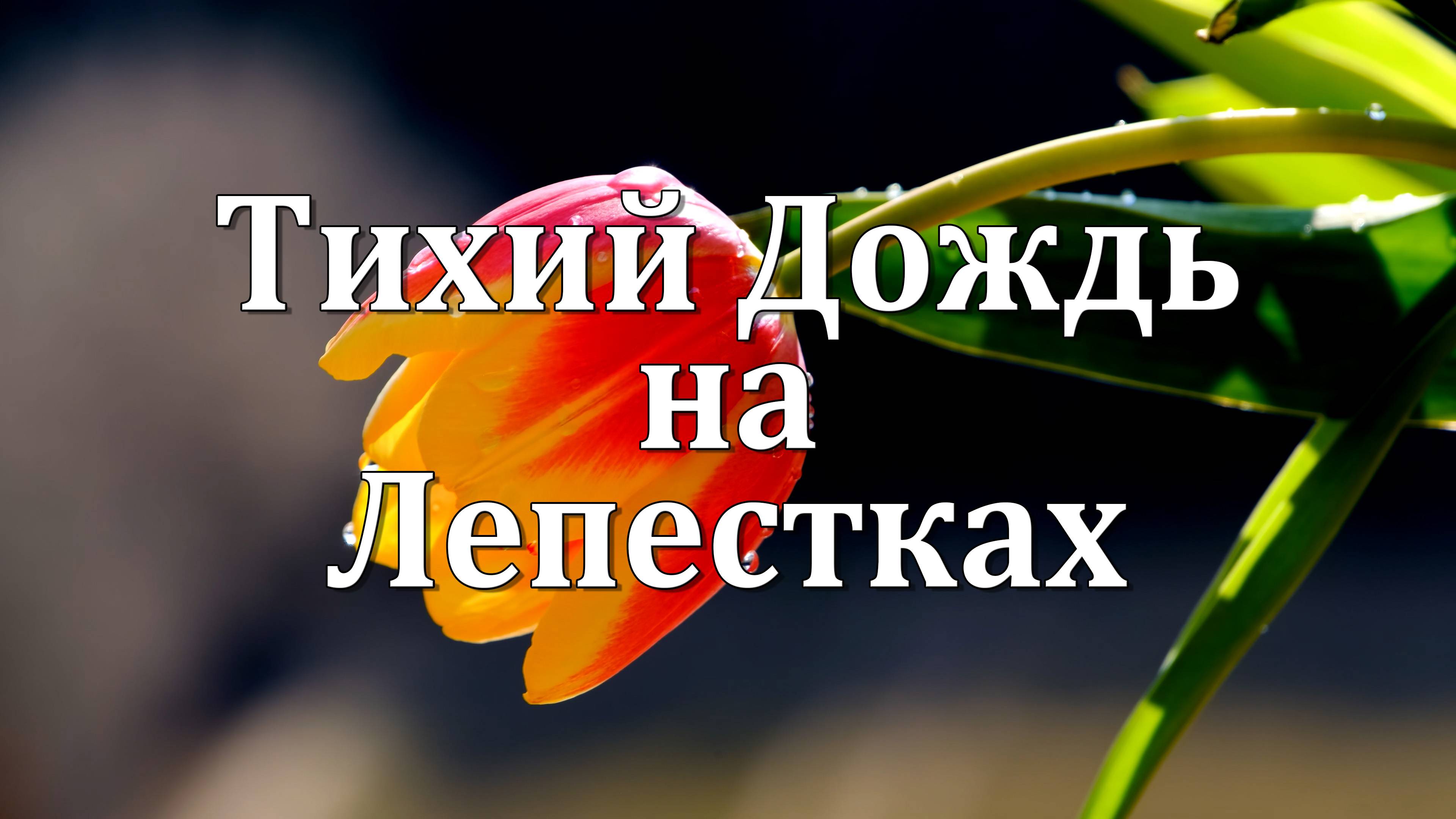 Тихий Дождь на Лепестках | Музыка для Глубокого Расслабления 🌷💧🌷