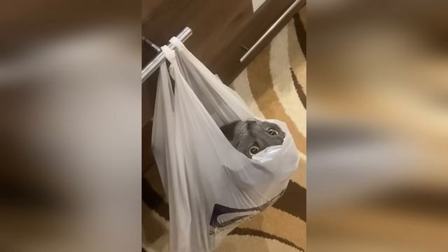 Кошачьи шалости