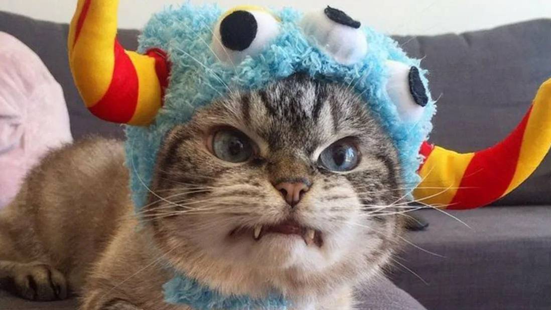 ПРИКОЛЫ С ЖИВОТНЫМИ ДО СЛЕЗ #125 Смешные КОТЫ И СОБАКИ  Приколы