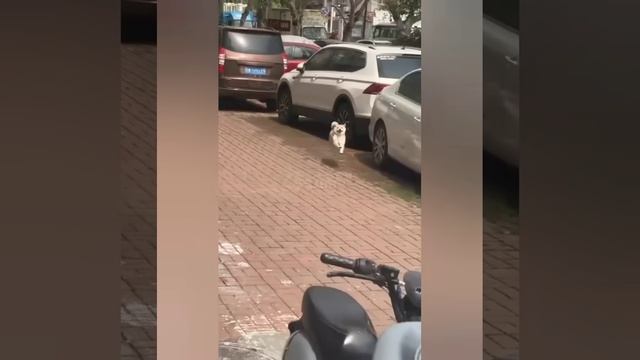 Веселые коты