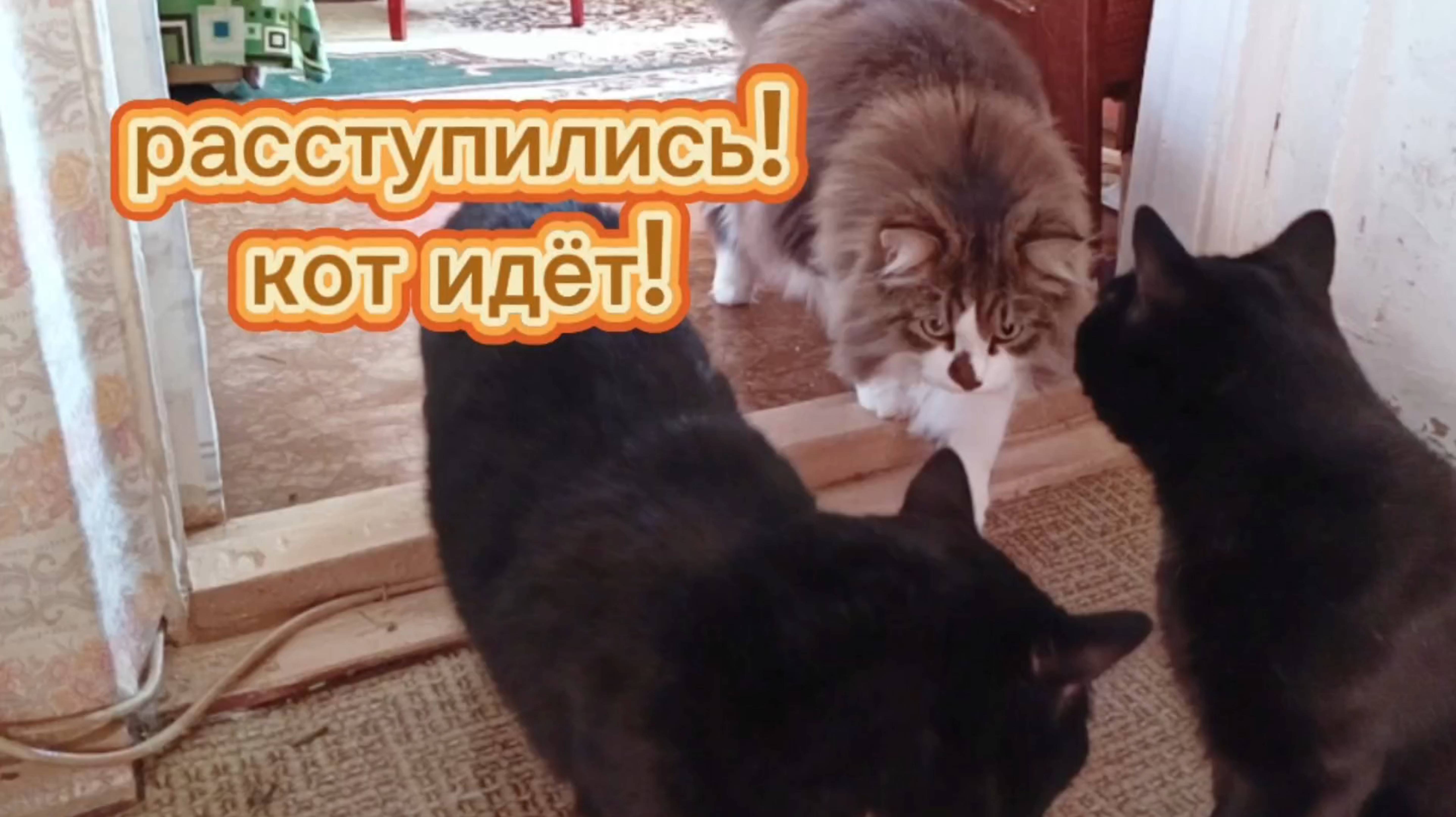Походка кота в замедленной съёмке.
