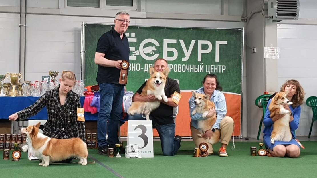 15.06.2025, СПб. Клуб "Лэсси" (РКФ, РФЛС). ФЕСТИВАЛЬ БРИТАНСКИХ ПАСТУШЬИХ ПОРОД. ВЕЛЬШ КОРГИ ПЕМБРОК