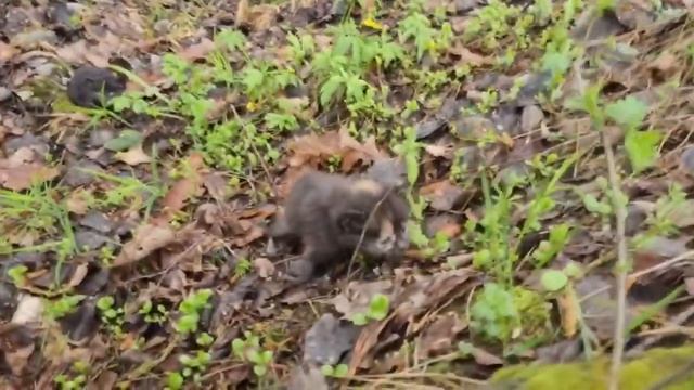 Монастырские котята