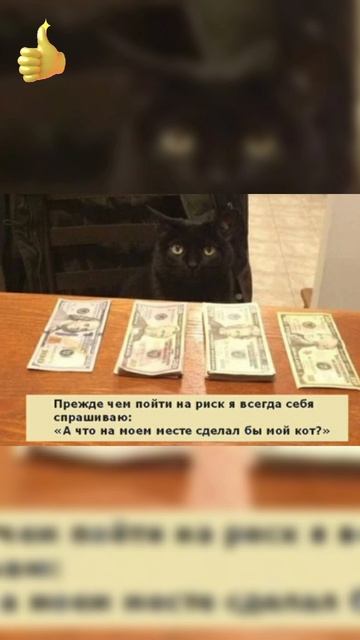 Смешные котики мемы!👍😻#смешно #кот #мем