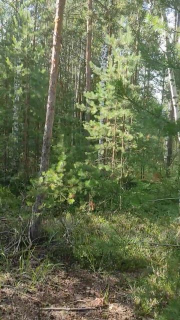 Кормушки для птиц в лесу