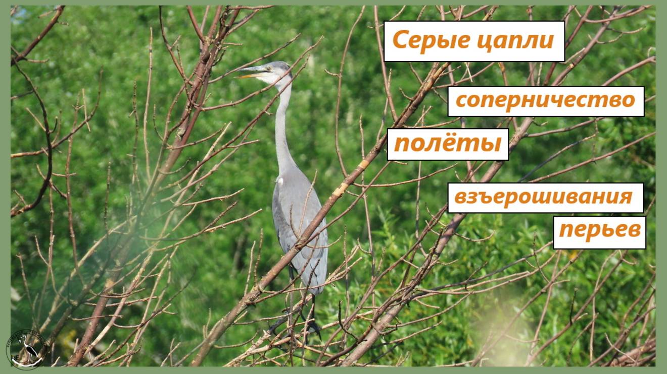 Серые цапли соперничают за лучшие места. Цапли на прудах и над прудами