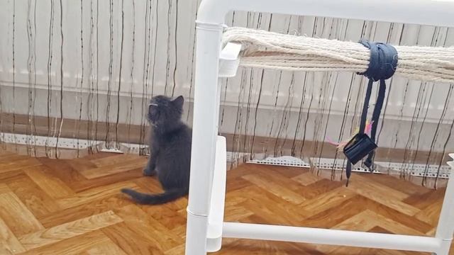 Неугомонный котенок