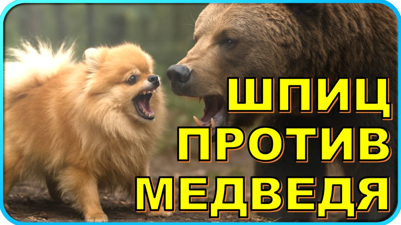🐕 Шпиц устроил погоню за медведем 🐻