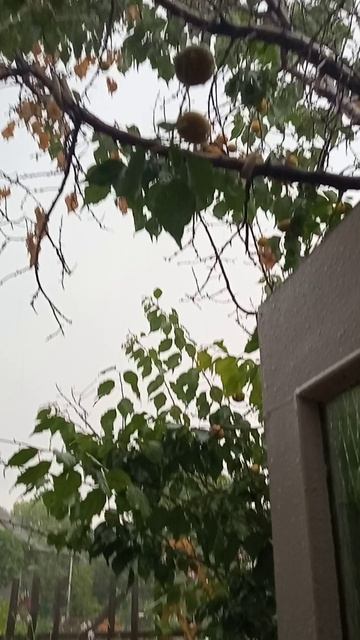 Льёт дождь. Вид на улицу