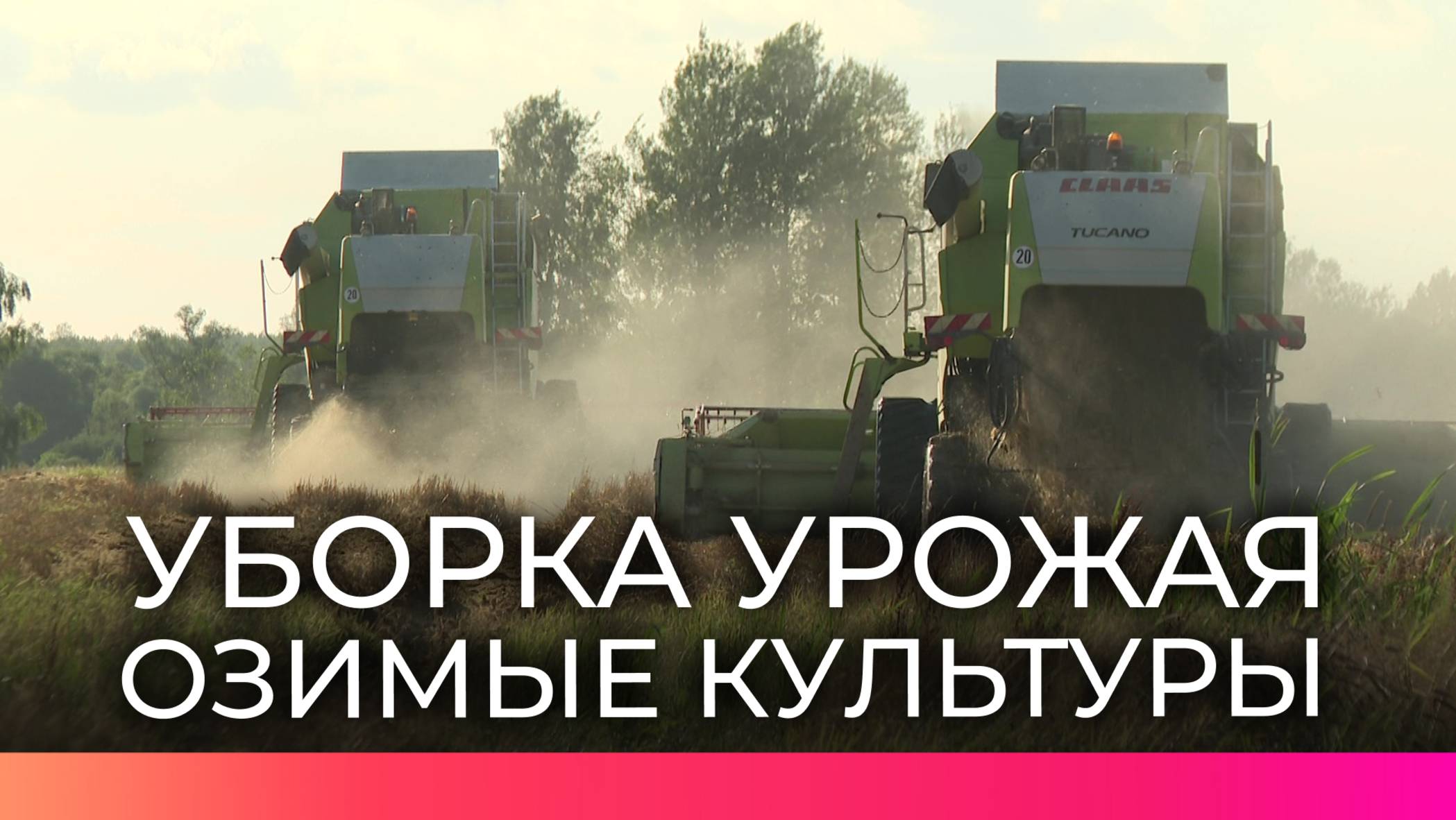 Комбайны с гусеничным ходом помогают собирать урожай на переувлажнённых полях