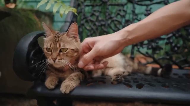 Как нужно разговаривать с котом