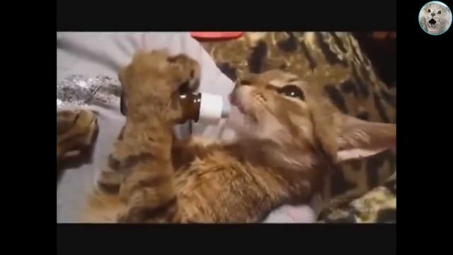 Коты-наглецы