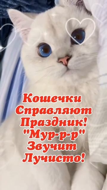 С днём кошек. Музыкальная открытка поздравление.