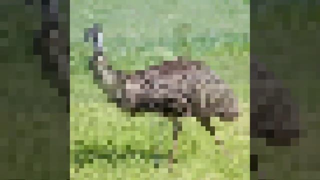 Эму