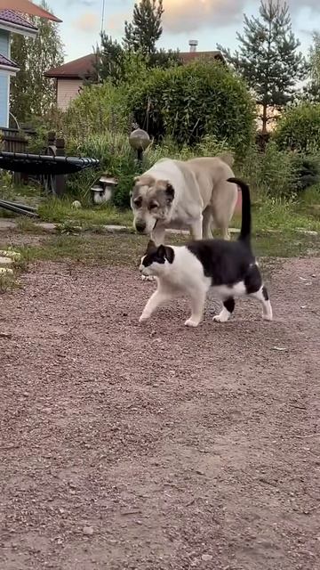 Кот со своим алабаем))