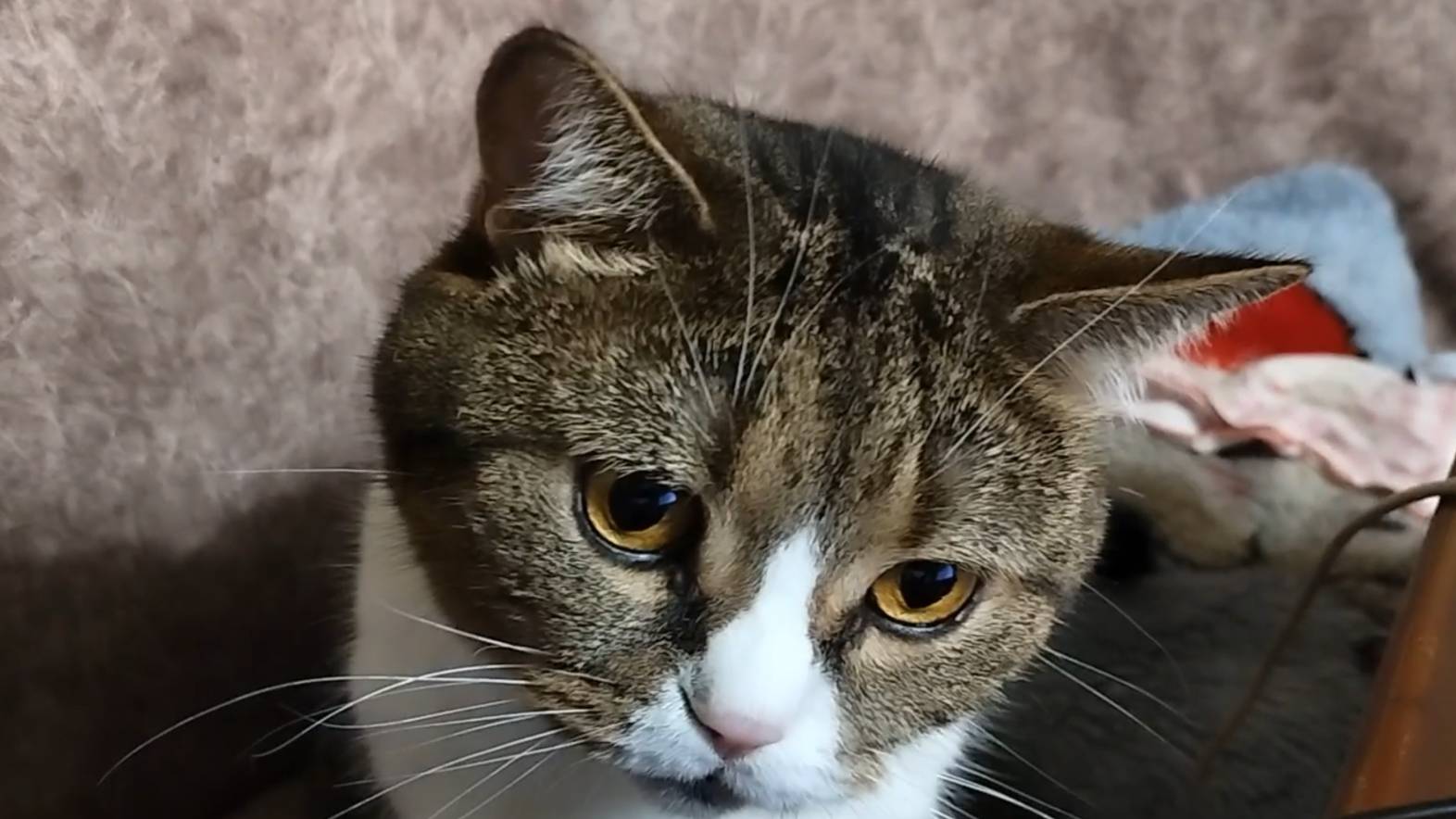Котик просит кушать