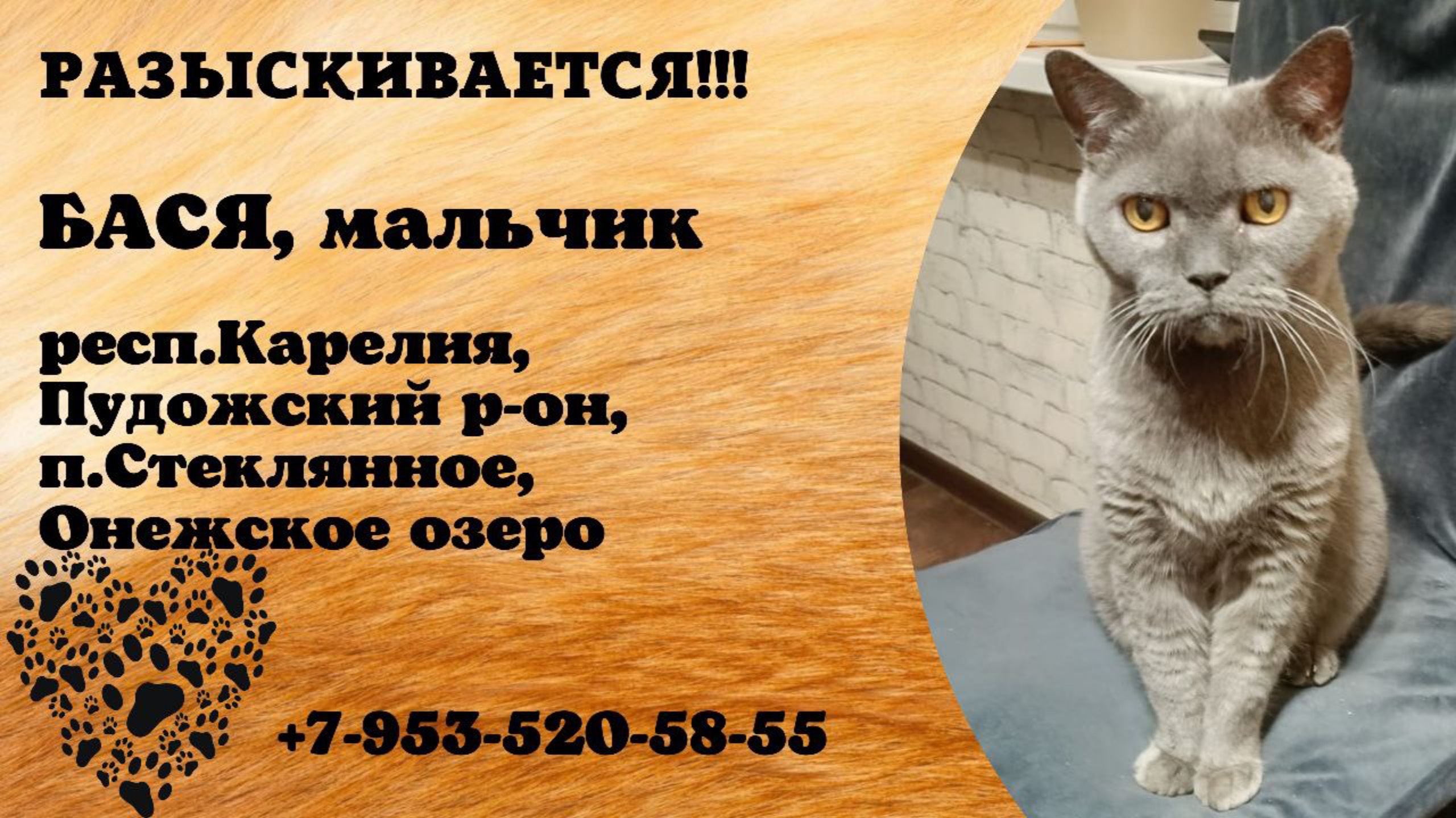 Пропал кот! БАСЯ, мальчик. респ.Карелия, Пудожский р-н, п.Стеклянное.