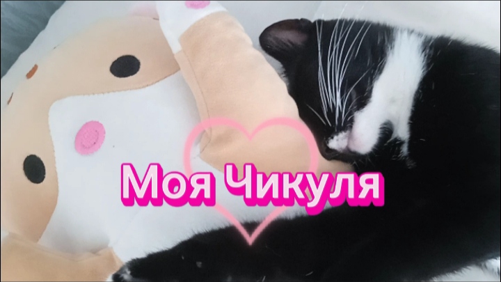 Моя Чикуля - песенка про мою любимую кошечку, которая сладко спит на подушке