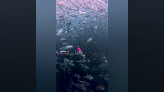 стая опасных хищников погружение с ними