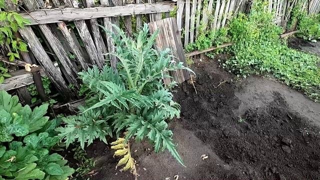 Первые плоды артишока