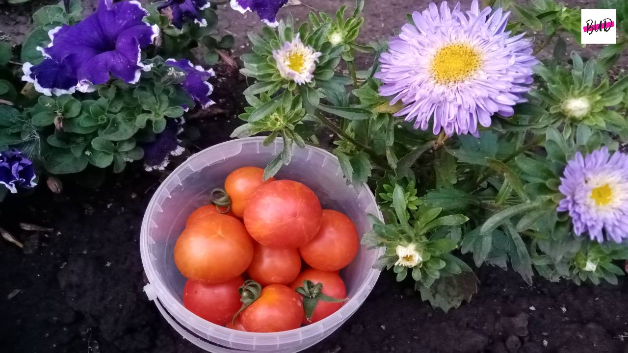 08.08.2025 ДАЧНАЯ ХРОНИКА.