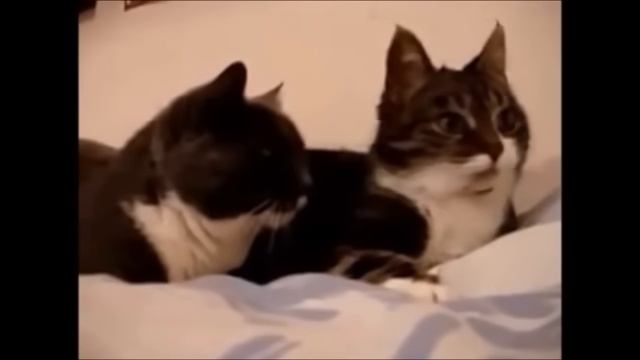 Коты-болтуны