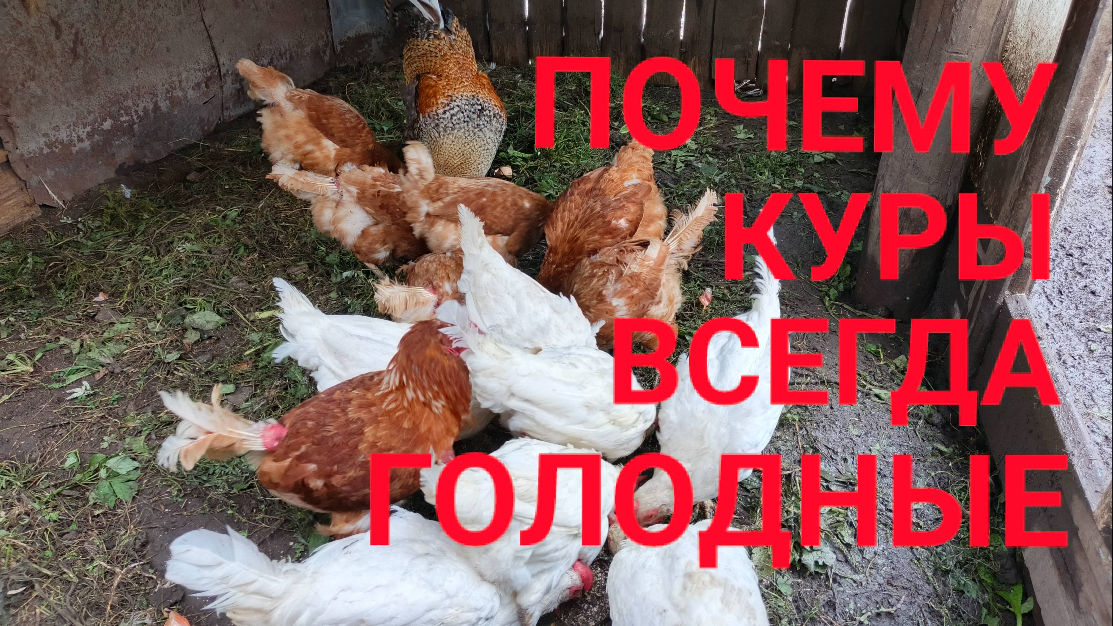 Почему куры вечно голодные