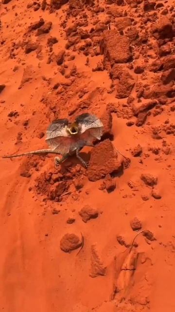 Встреча с плащеносной ящерицей. Австралия