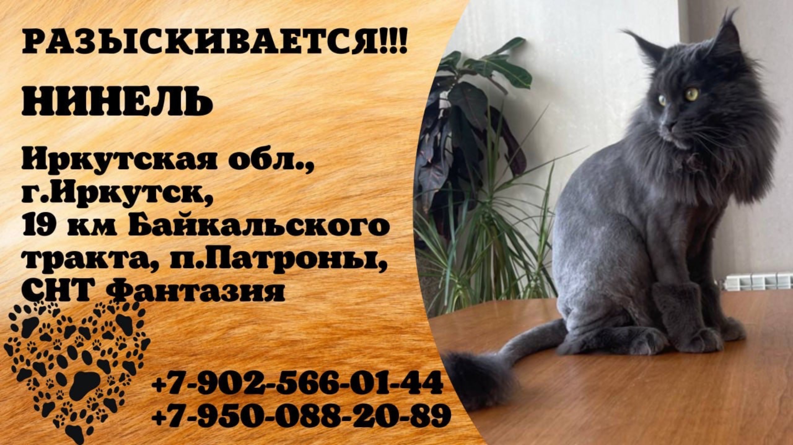 Пропала кошка! НИНЕЛЬ, Иркутская обл., г.Иркутск.