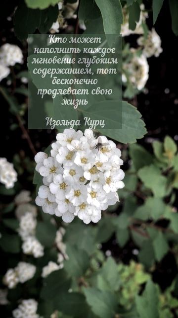 Цитаты о важном (34) #shorts