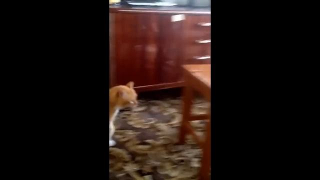 Очень злые коты