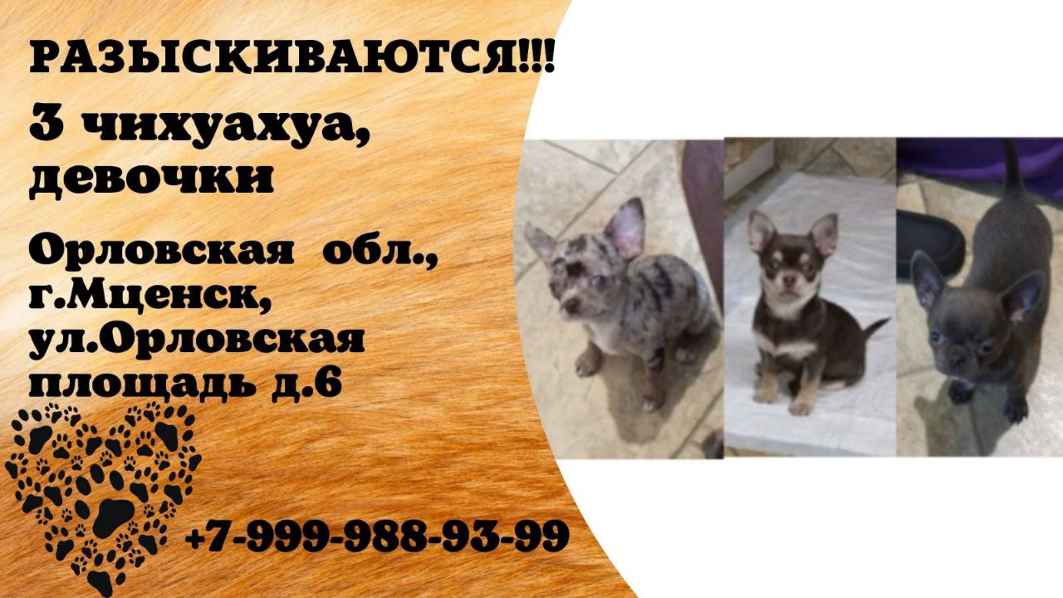 Пропали собаки! 3 девочки. Чихуахуа. Орловская обл,  г. Мценск