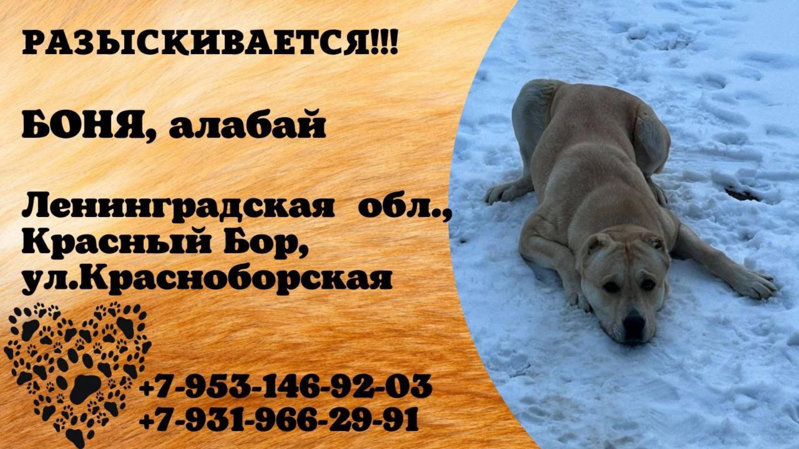 Пропала собака! БОНЯ, алабай. Ленинградская обл., Красный Бор.