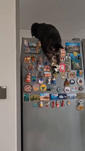 Мой магнитик 😺