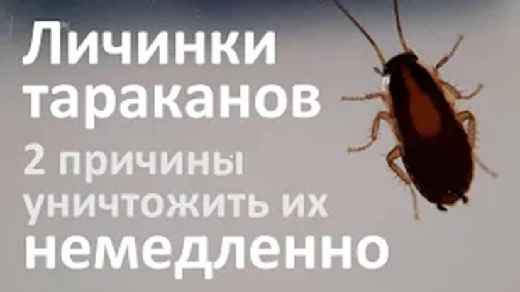 Как выглядят личинки тараканов и почему они опаснее взрослых особей?