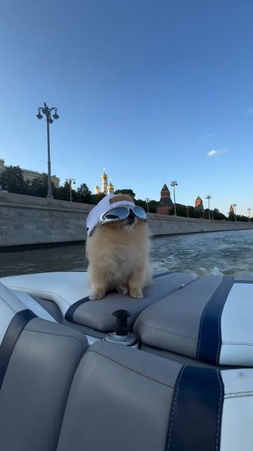 🥰 Песик Кори отмечает окончание рабочей недели #shorts