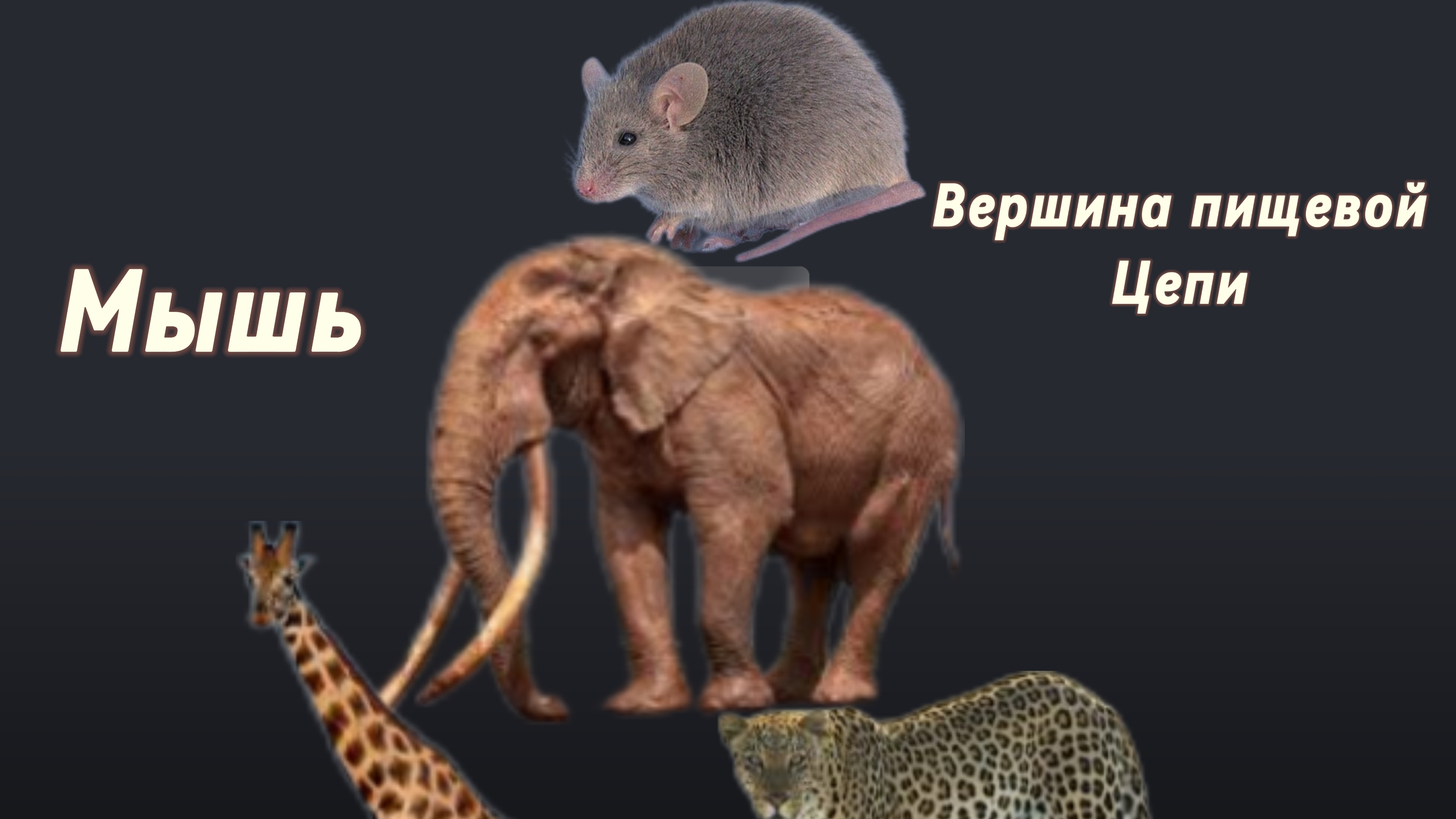 Мышь вершина пищевой цепи🐭