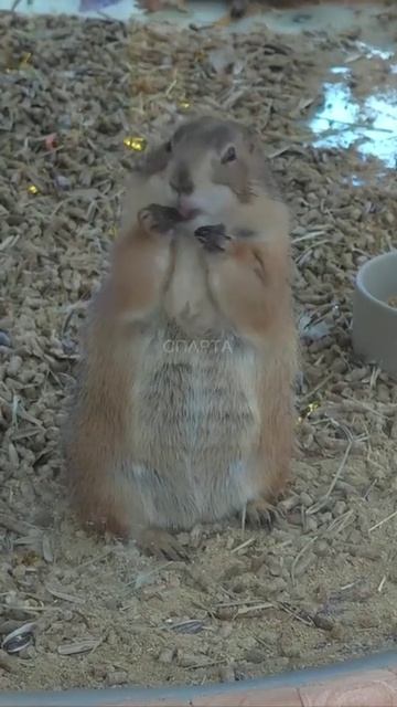 Это Я.