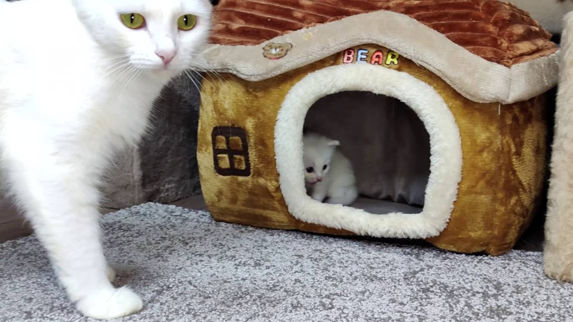 Мама-кошка и её любимые котята. Мама-кошка и её старший брат пришли навестить котёнка.