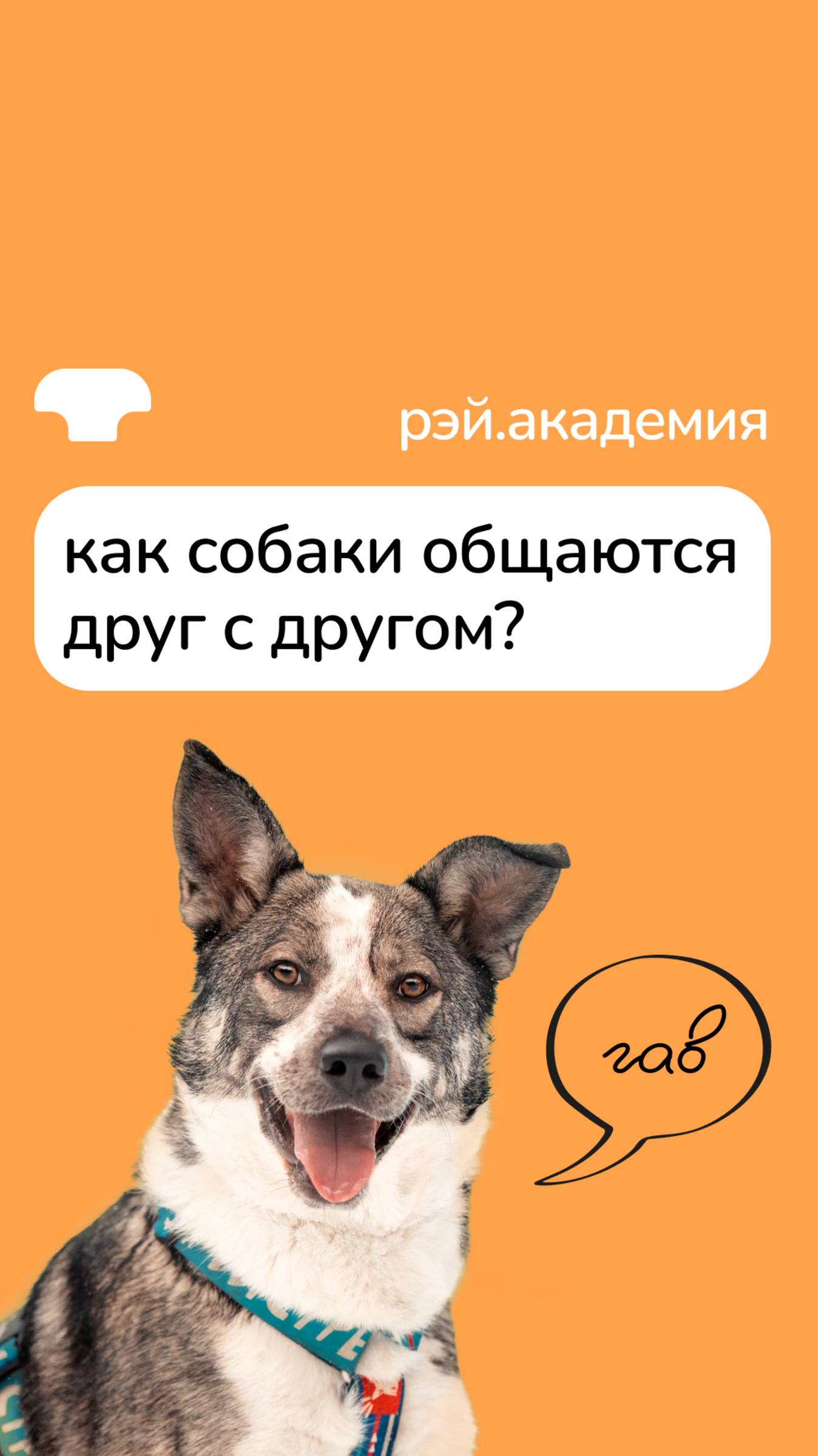 Как общаются собаки?