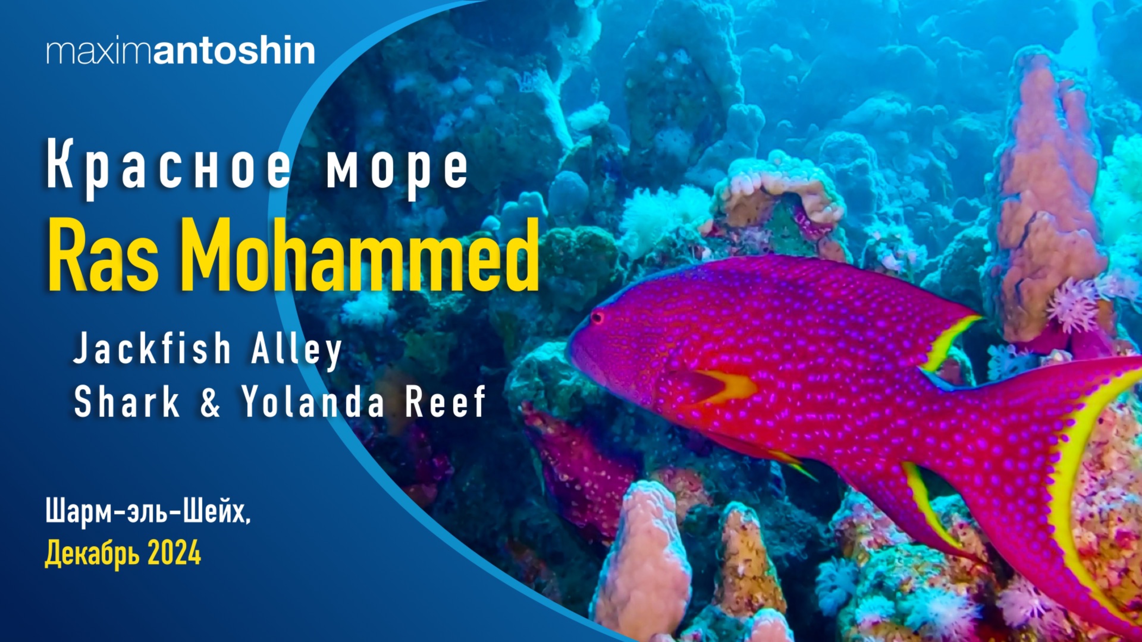 Дайвинг в заповеднике Ras Mohammed Jackfish Alley, Shark & Yolanda Reef. Музыкальное видео.