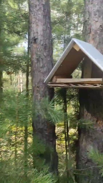 Кормушки для птиц в лесу