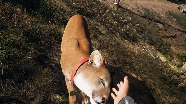 FAR CRY 5 ➤ КИС-КИС ➤ Прохождение #14