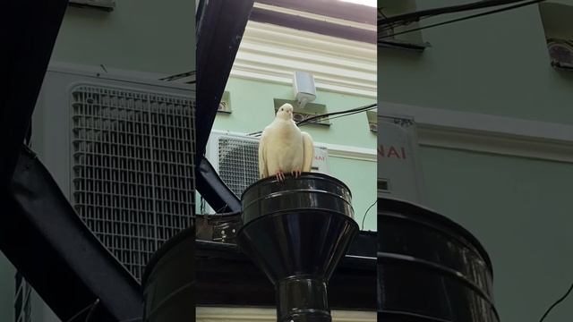 У святой блаженной Ксении Петербургской